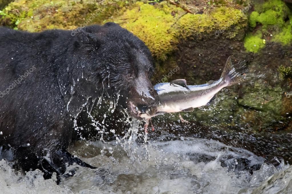 Un oso negro comiendo un salmón en un río con salpicaduras y sangre ...