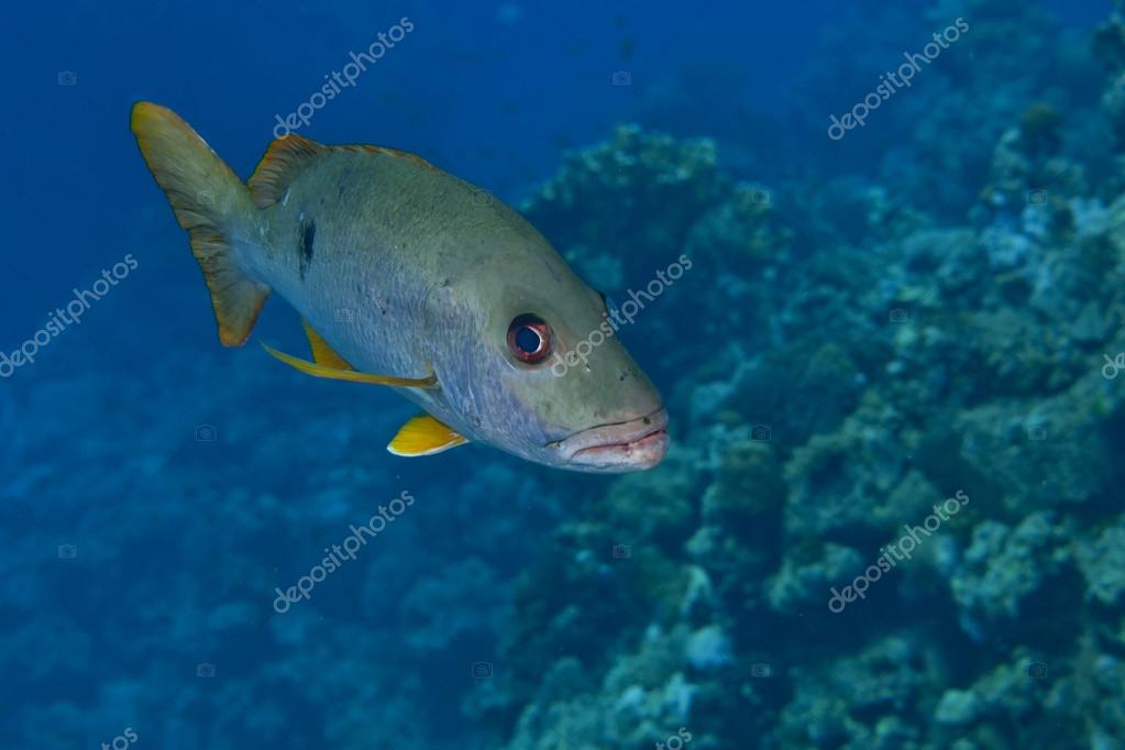 An sweet lips fish yellow and grey in the reef background — Stock Photo ...