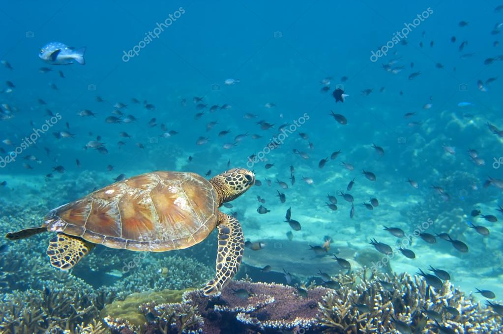 A sea Turtle portrait close up while looking at you — Stock Photo ...