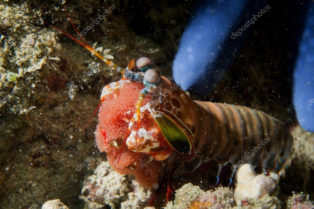 Mantis Lobster defending eggs in its nest Stock Photo by ©izanbar 21497489
