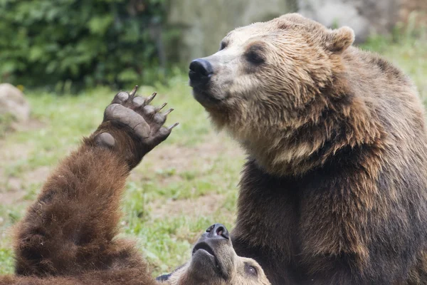 Bear High Five Gif