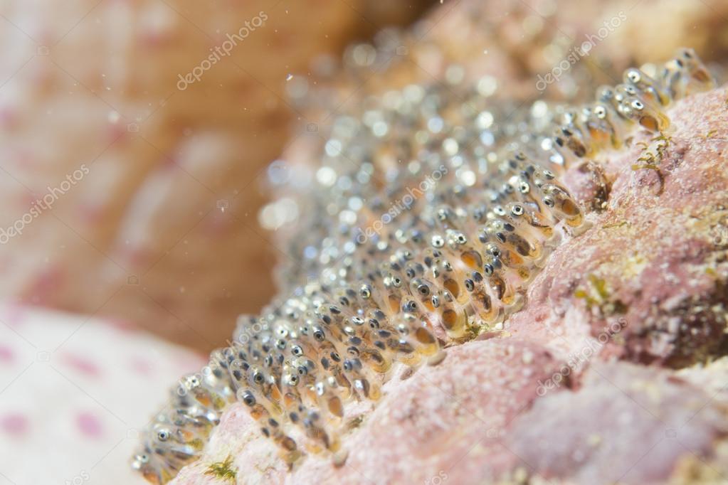 Huevos de pez payaso — Fotos de Stock #28429187