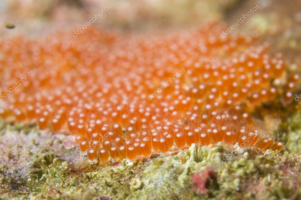 Ovos de peixe-palhaço laranja — Fotografias de Stock © izanbar #28429209