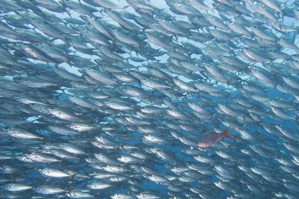 Inside a school of fish underwater — Stock Photo © izanbar #44856817