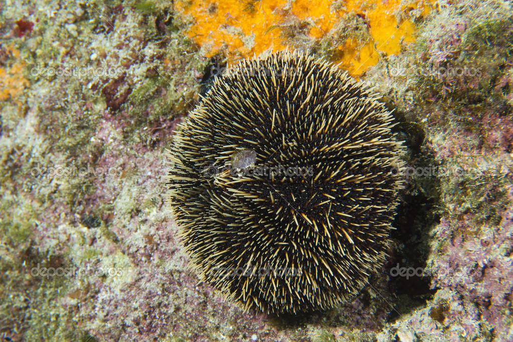 erizo de mar — Fotos de Stock © izanbar #37481491