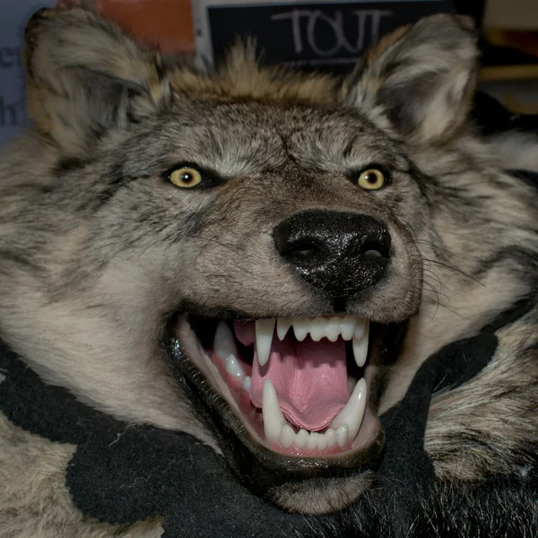 Wolf skin Stock Photos, Royalty Free Wolf skin Images | Depositphotos®