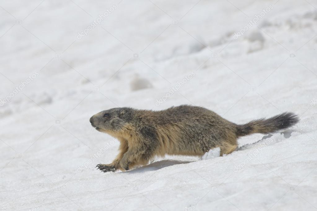 Isolated Marmot while running on the snow Stock Photo by ©izanbar 39887487