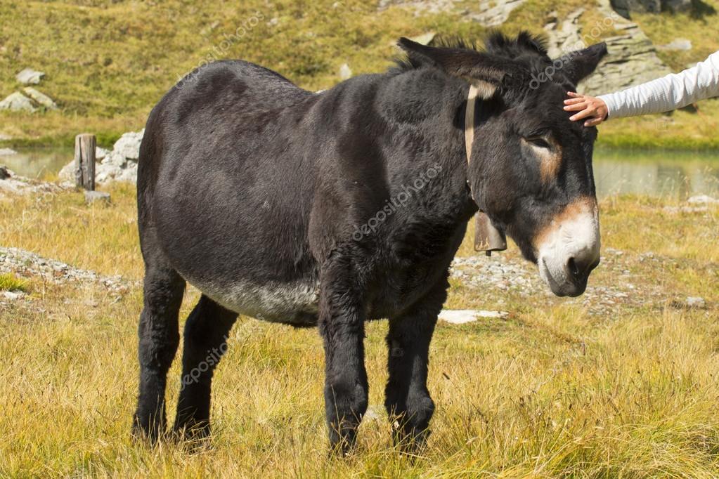 Hand touching a Donkey close up portrait Stock Photo by ©izanbar 40832327