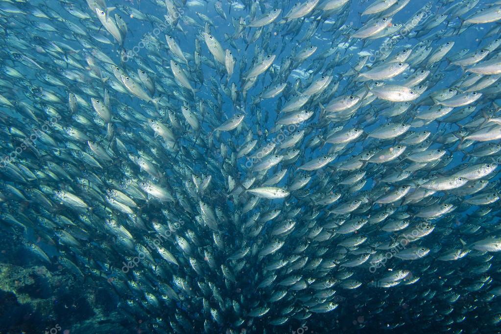 dentro de un cardumen de peces bajo el agua — Foto de stock © izanbar ...