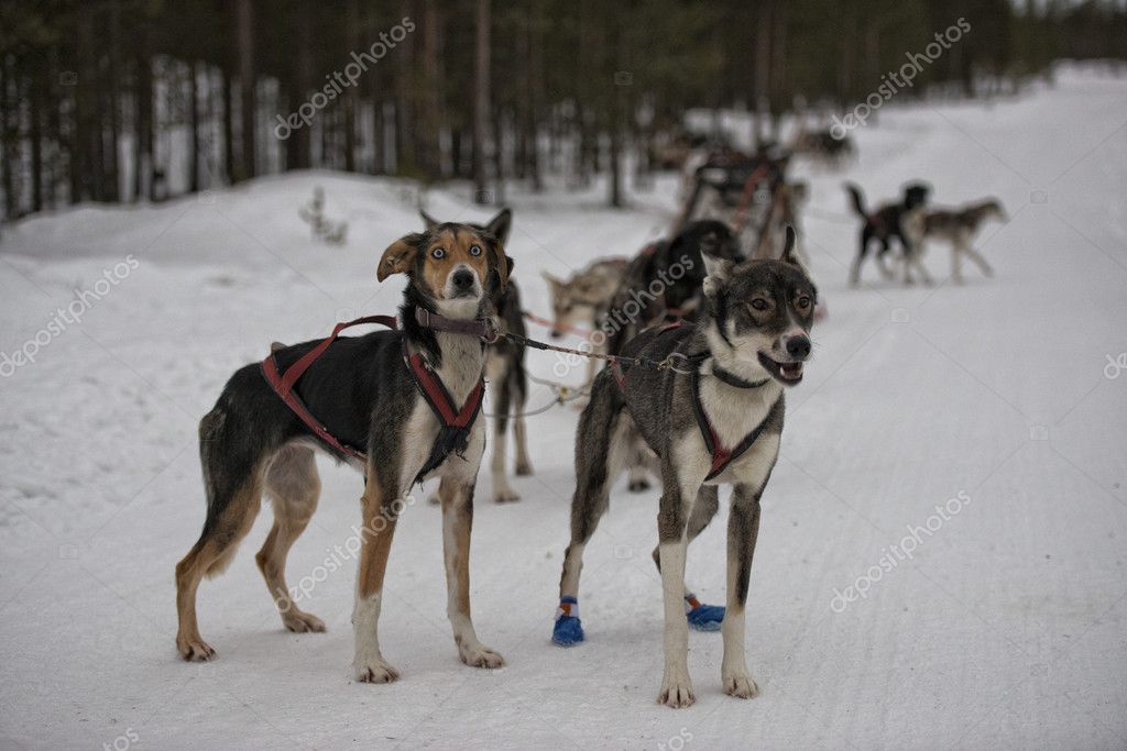 Sledding with sled dog in lapland in winter time — Stock Photo ...