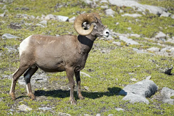 Big horn sheep Stock Photos, Royalty Free Big horn sheep Images ...