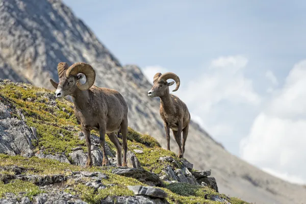 Big horn sheep Stock Photos, Royalty Free Big horn sheep Images ...
