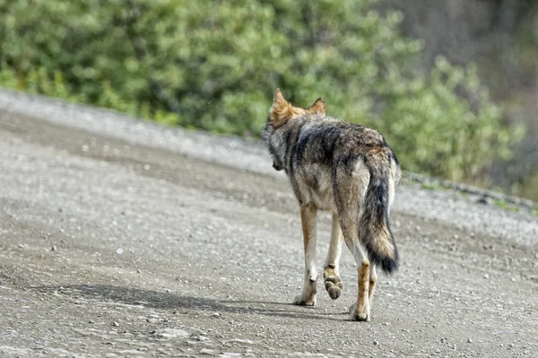 Wolf Walking Away