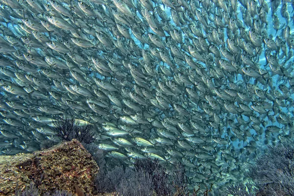 School of fish Stock Photos, Royalty Free School of fish Images ...