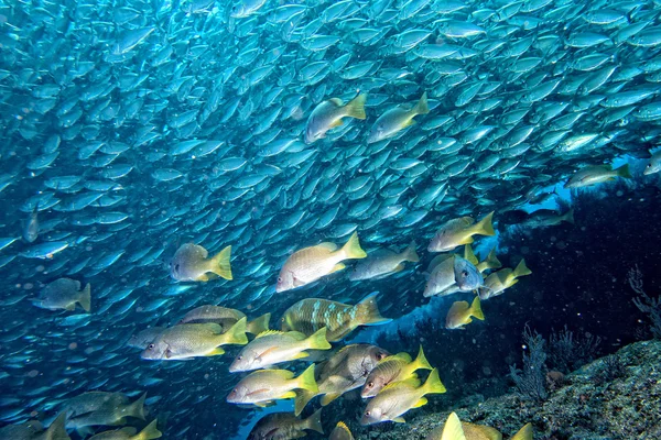 Inside a school of fish underwater — Stock Photo © izanbar #44856817