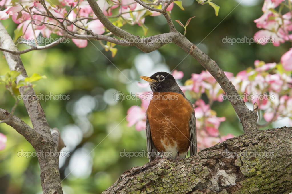 American robin on cherry blossom background — Stock Photo © izanbar ...