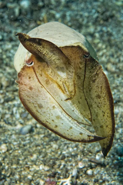 Cuttlefish Stock Photos, Royalty Free Cuttlefish Images | Depositphotos