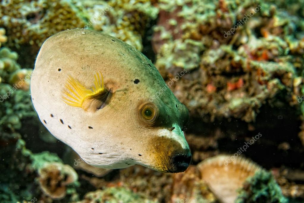 Colorful ball puffer fish on the reef background Stock Photo by ...