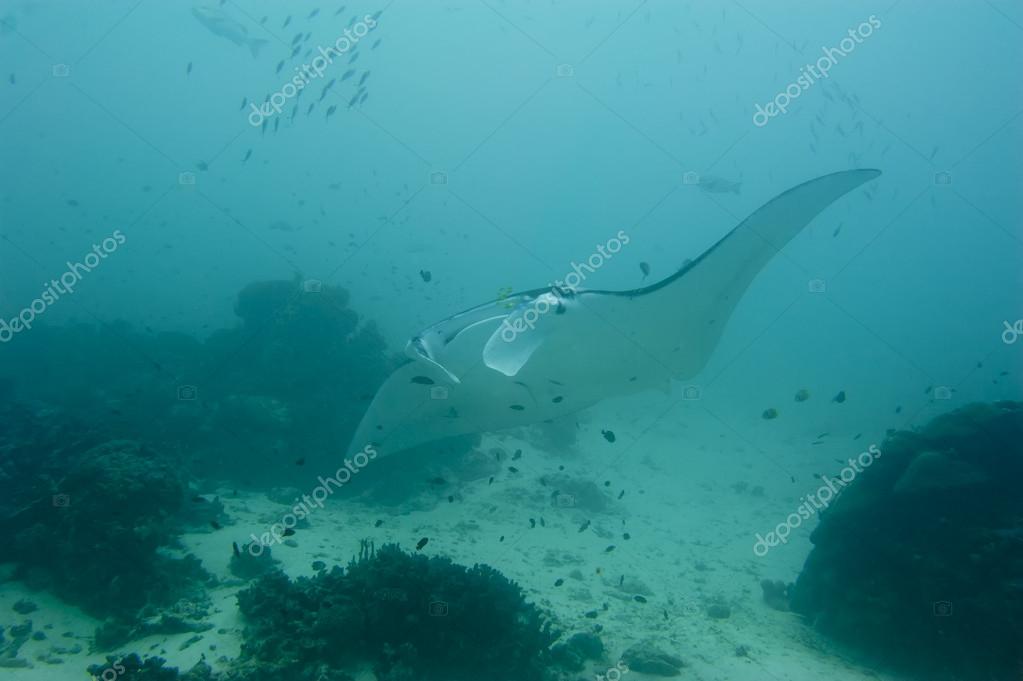 Manta underwater close up portrait while diving — Stock Photo © izanbar ...