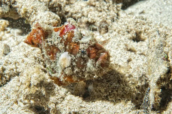 Seiche naine Stock Photos, Royalty Free Seiche naine Images | Depositphotos