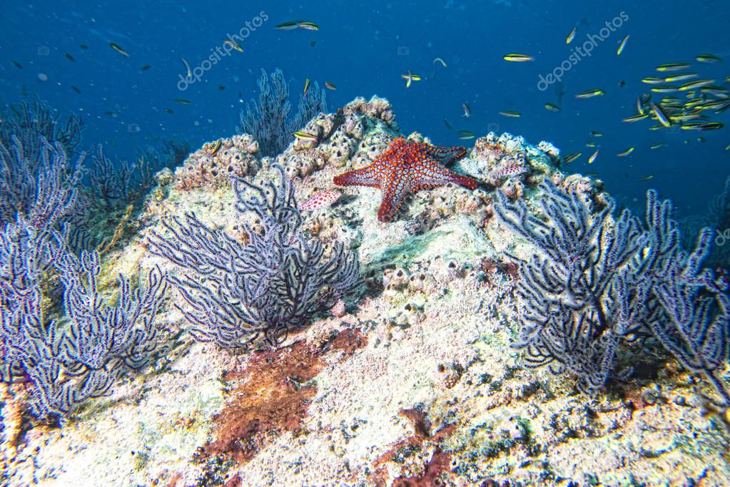 Sea stars in a reef colorful underwater landscape Stock Photo by ...