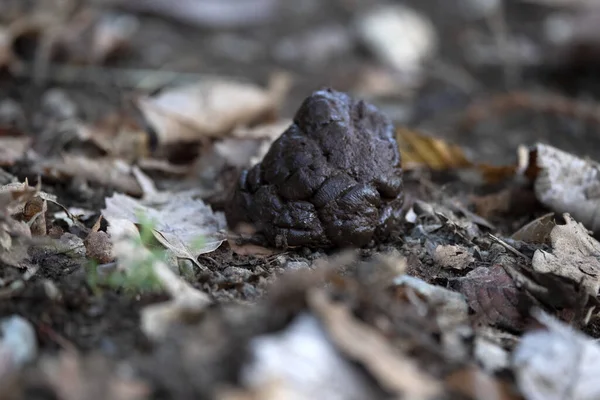 Shit Stock Photos, Royalty Free Shit Images | DepositPhotos