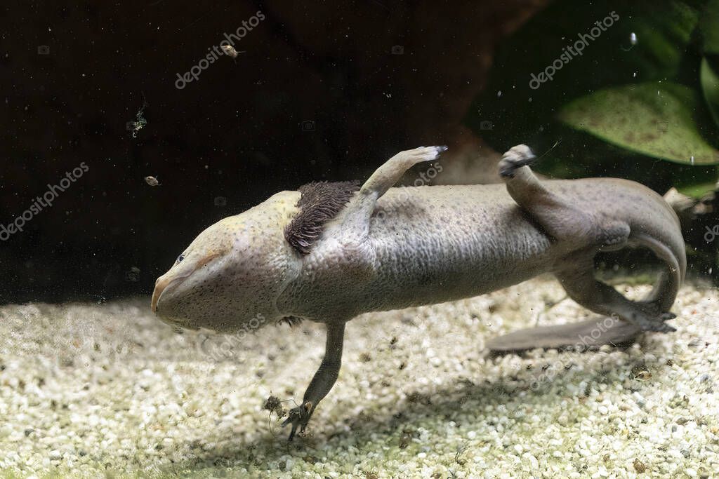 Axolotl bajo el agua comiendo larva de cerca 2022