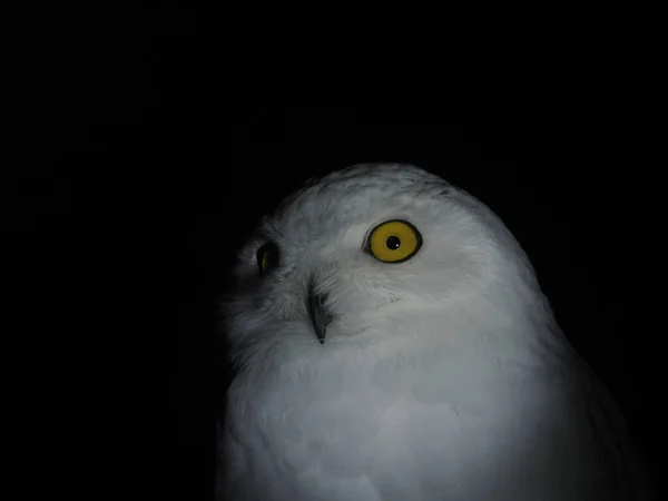 Buhos de noche fotos de stock, imágenes de Buhos de noche sin royalties ...