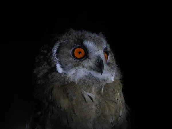 Buhos de noche fotos de stock, imágenes de Buhos de noche sin royalties ...