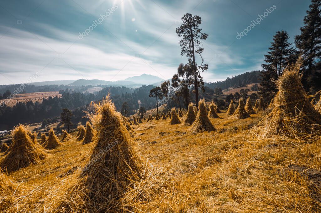 Montículos de paja agrupados en el campo, que rodean el bosque que se encuentra en las laderas ...