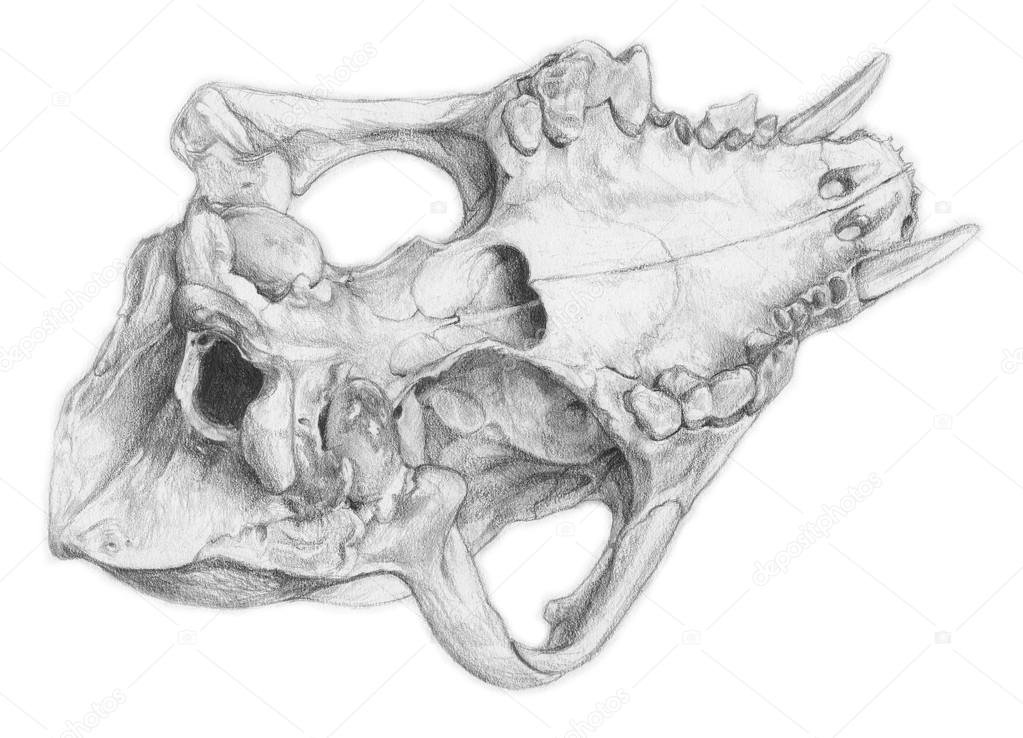 Dog Skull ⬇ Stock Photo, Image by © Grawuar #21684677
