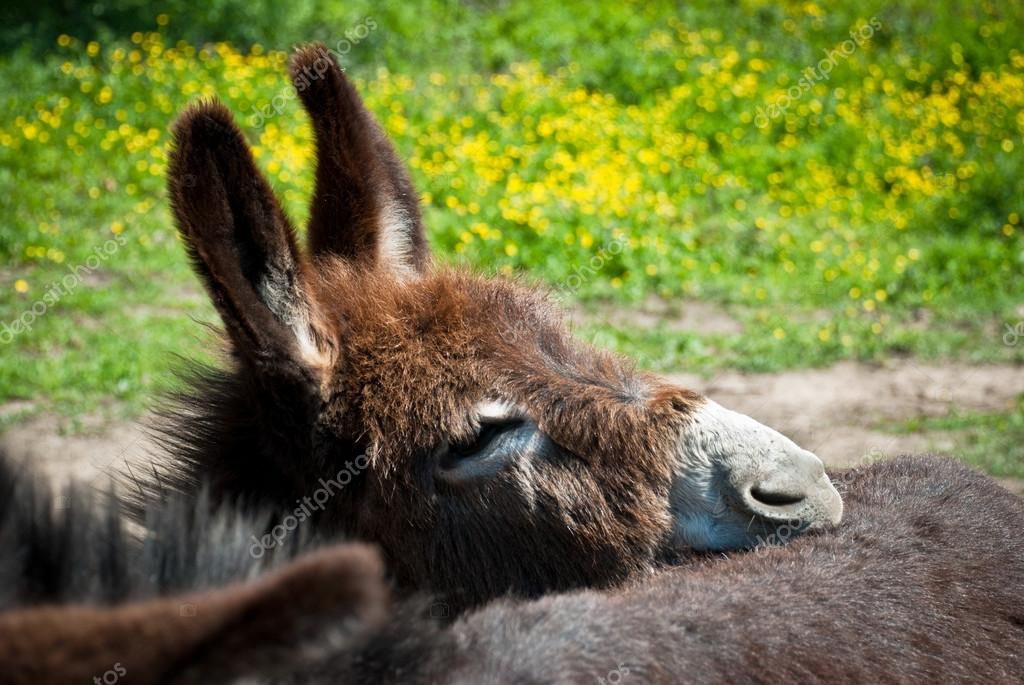 Portrait of little donkey Stock Photo by ©luisapuccini 21932691