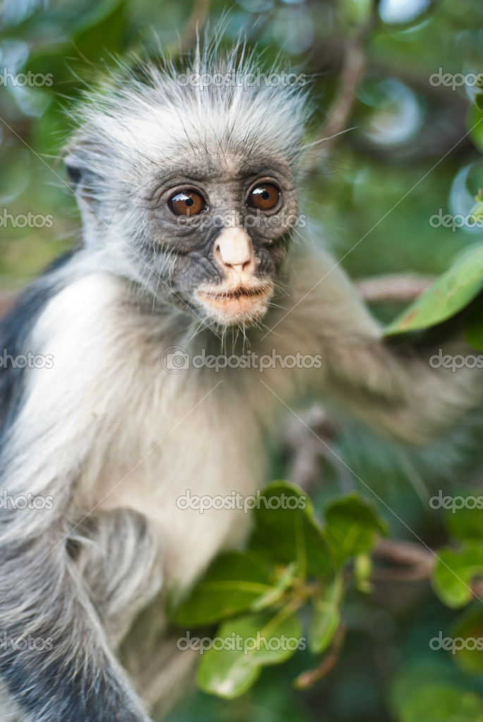 Monkey - African Wildlife — Stock Photo © luisapuccini #24637461