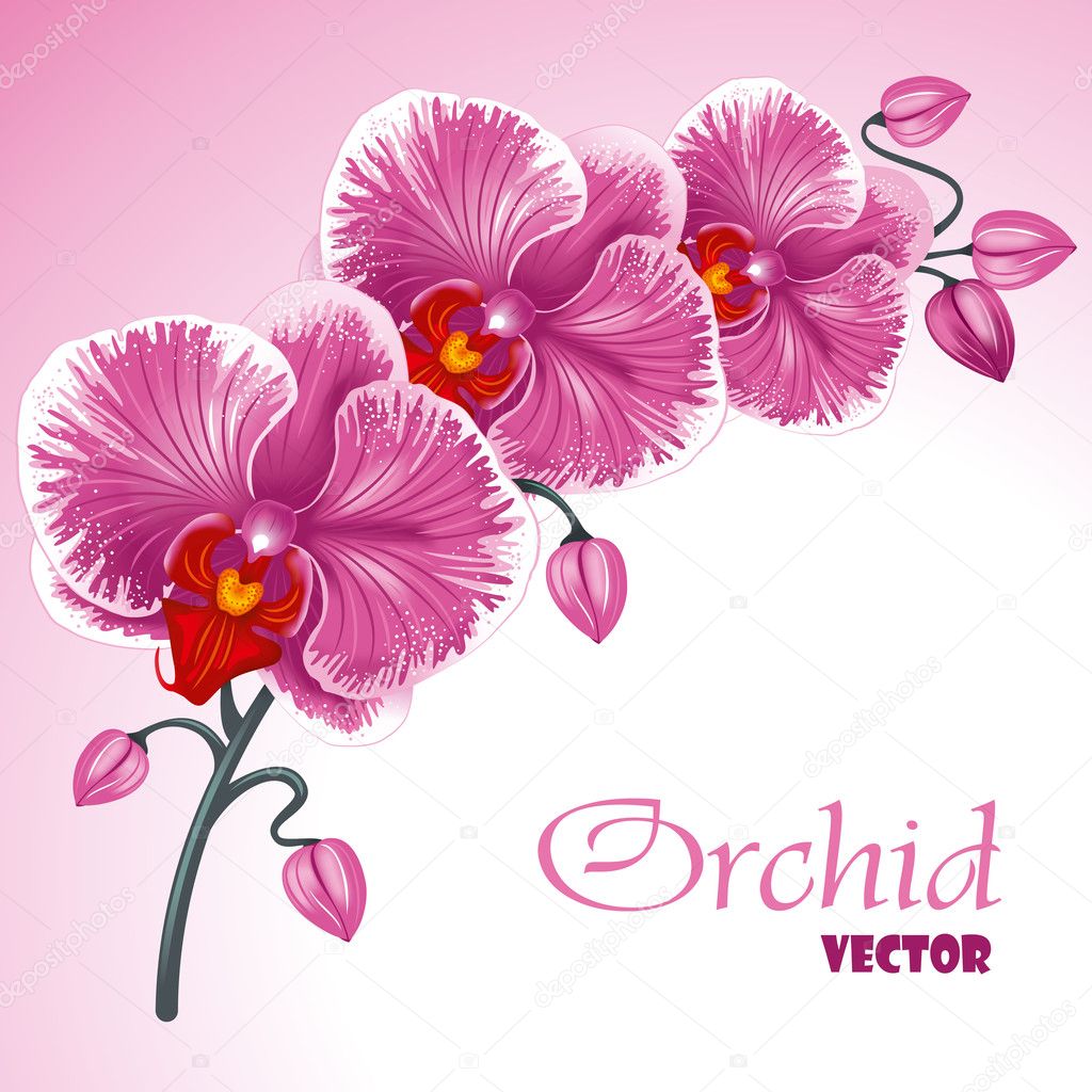 Purple orchid Stock Vector by ©Pazhyna 16786267