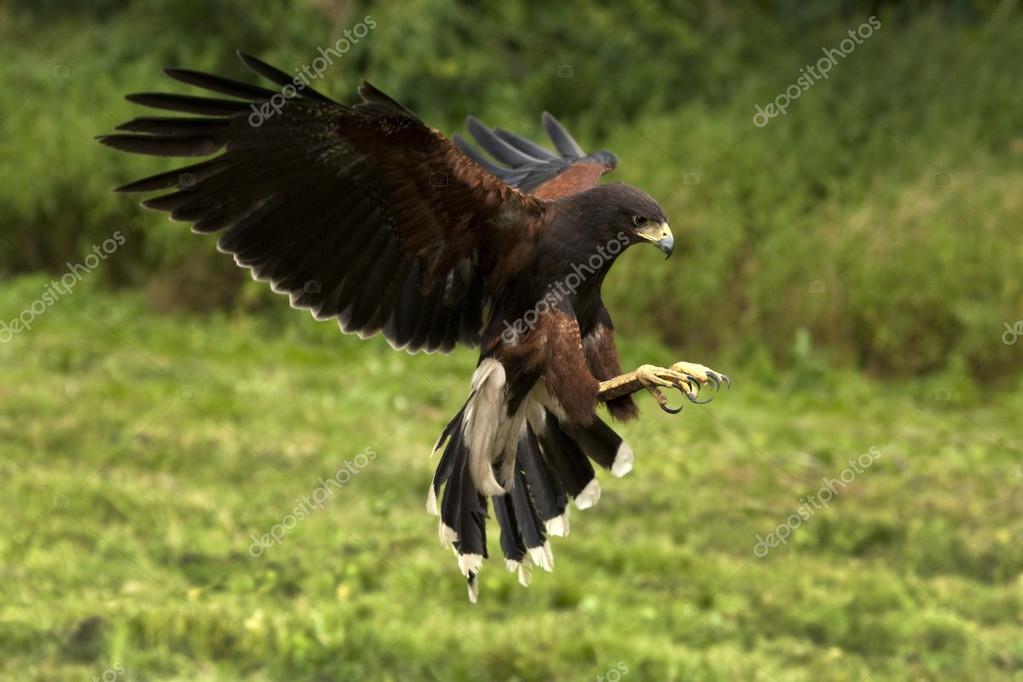 Halcón de Harris (Parabuteo unicinctus) - Ecuador — Fotos de Stock ...
