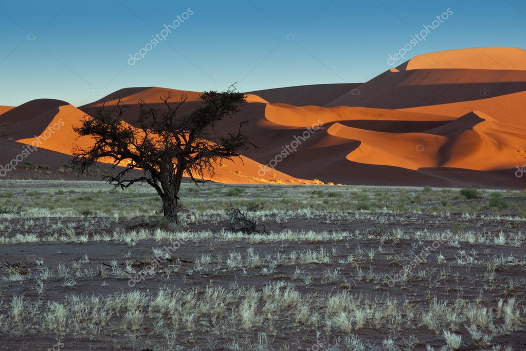 Dawn sunlight - Namib-nuakluft Desert - Namibia — Stock Photo © Steve ...