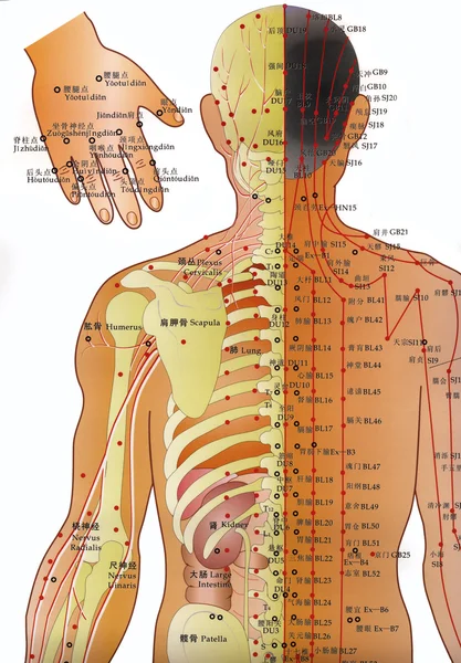 Acupuncture points chart Stock Photos, Royalty Free Acupuncture points ...