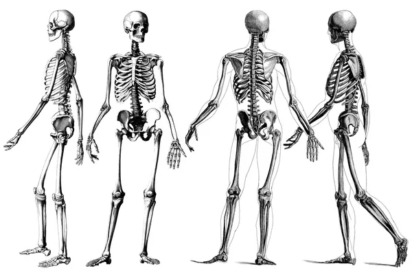 Human Skeleton Drawing Reference