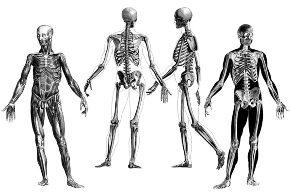 Human Skeleton Drawing Reference