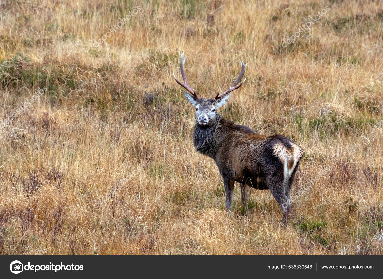Scottish Elk