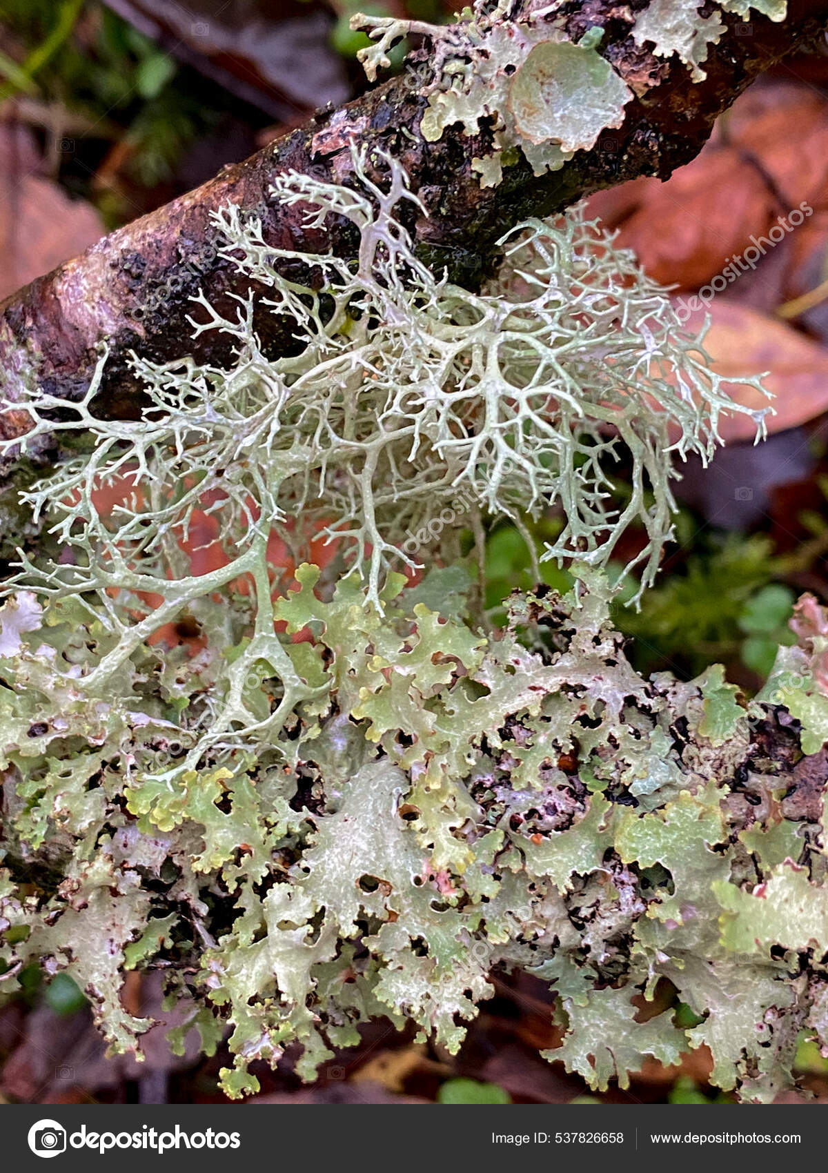 Fruticose Lichen