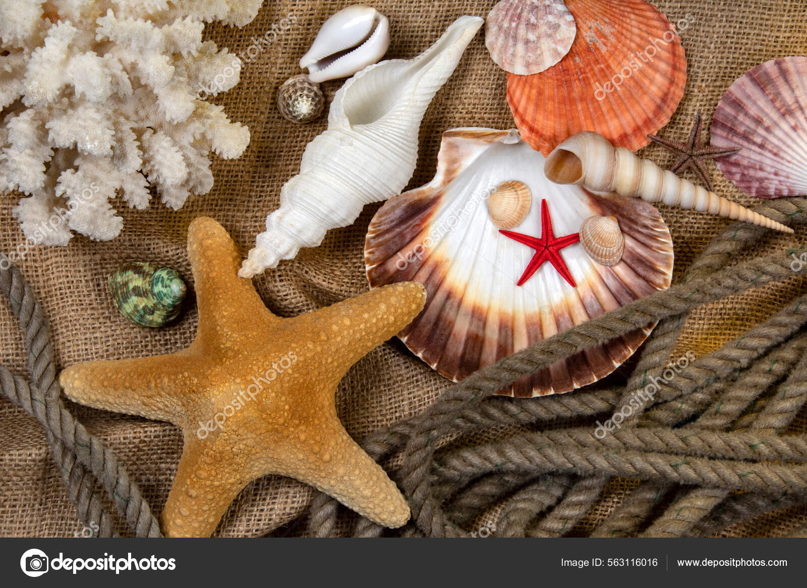 Collection Seashells Seashell Usually Exoskeleton Invertebrate Animal ...