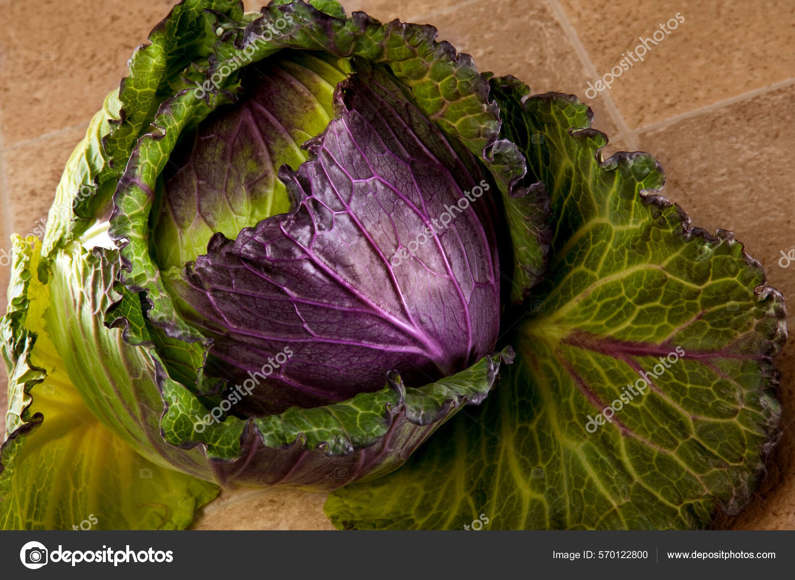Col Roja Brassica Oleracea También Conoce Como Red Kraut Blue ...