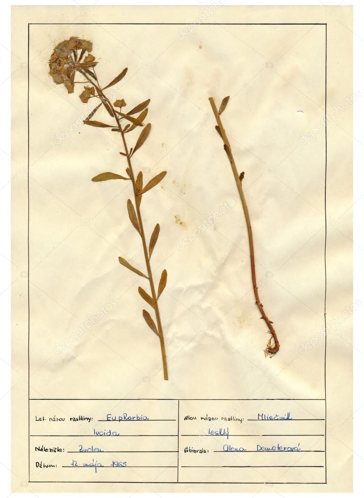 Scanned herbarium sheets - herbs and flowers — Stock Photo © kuco #22417851