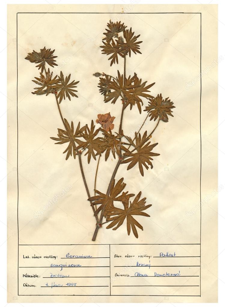 Scanned herbarium sheets - herbs and flowers — Stock Photo © kuco #22417955