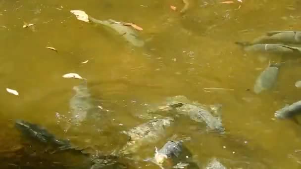 51,711 Poisson qui nage Videos, Royalty-free Stock Poisson qui nage ...