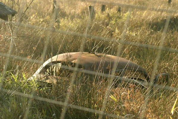 Dead springbok Stock Photos, Royalty Free Dead springbok Images ...