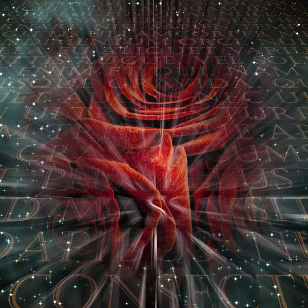 Latin Roses Stock Photo by ©rlffimageso 29484241