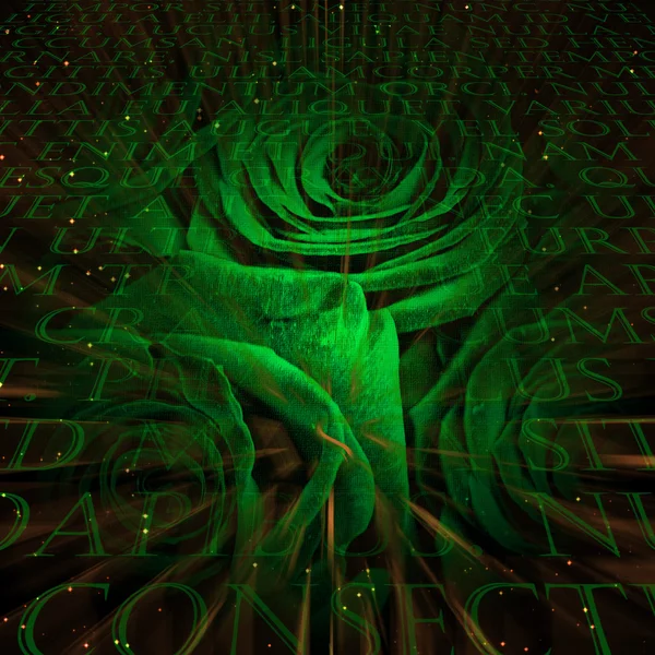 Latin Roses Stock Photo by ©rlffimageso 29484241