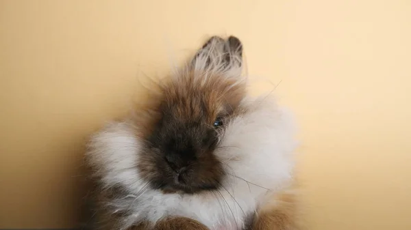 Fotos de Coelho fofo, Imagens de Coelho fofo sem royalties | Depositphotos